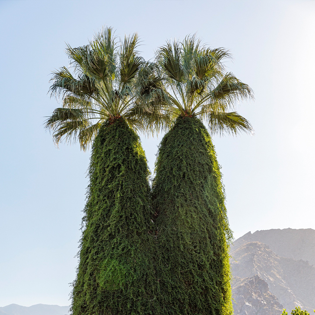 Ingleside Estate | Luxury Hotel In Downtown Palm Springs